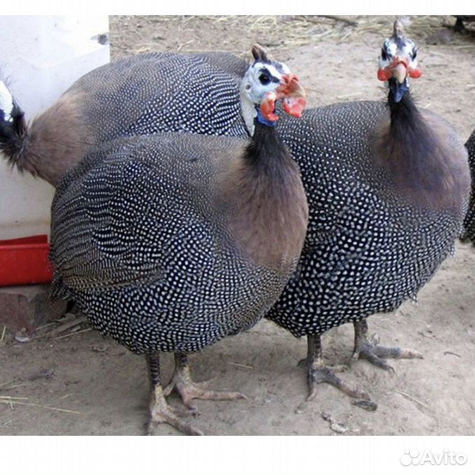 Продаются Цесарки