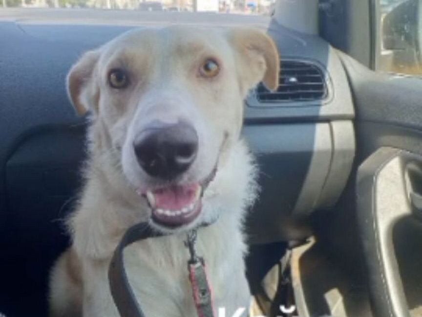 Собака бесплатно