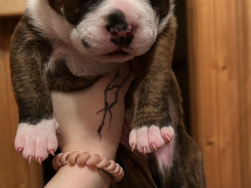 Американский стаффордширский терьер