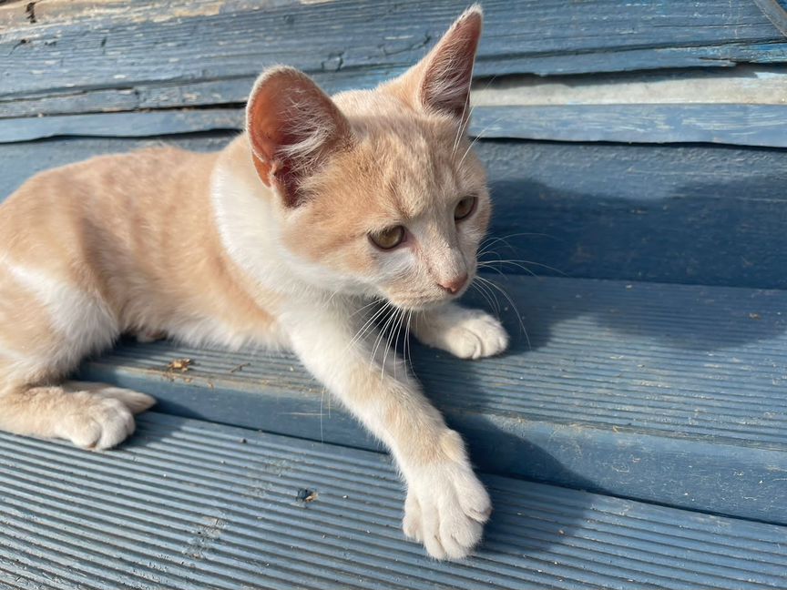 Рыжий котенок мальчик