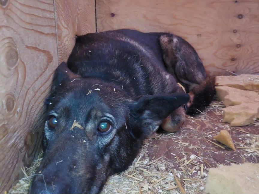 Собака очень боится