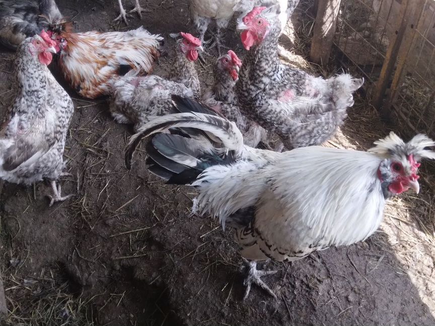 Куры пушкинские