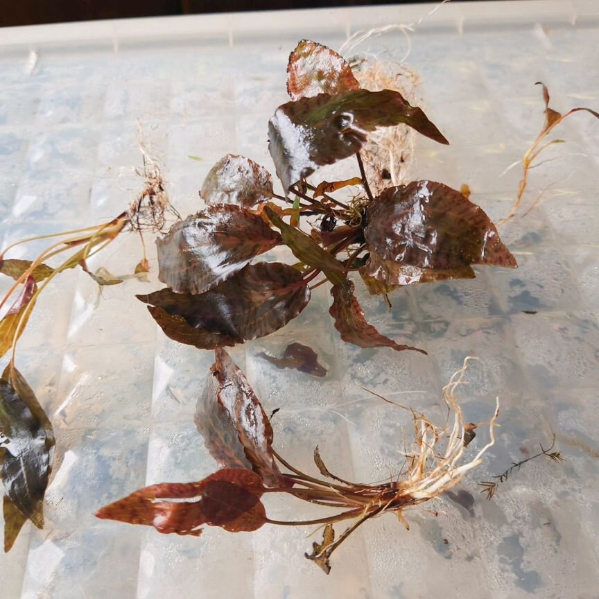 Аквариумные растения