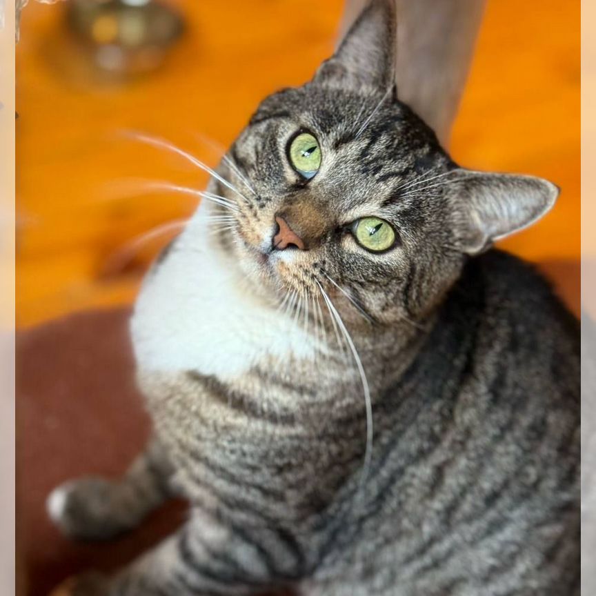Котик Виктор в добрые руки