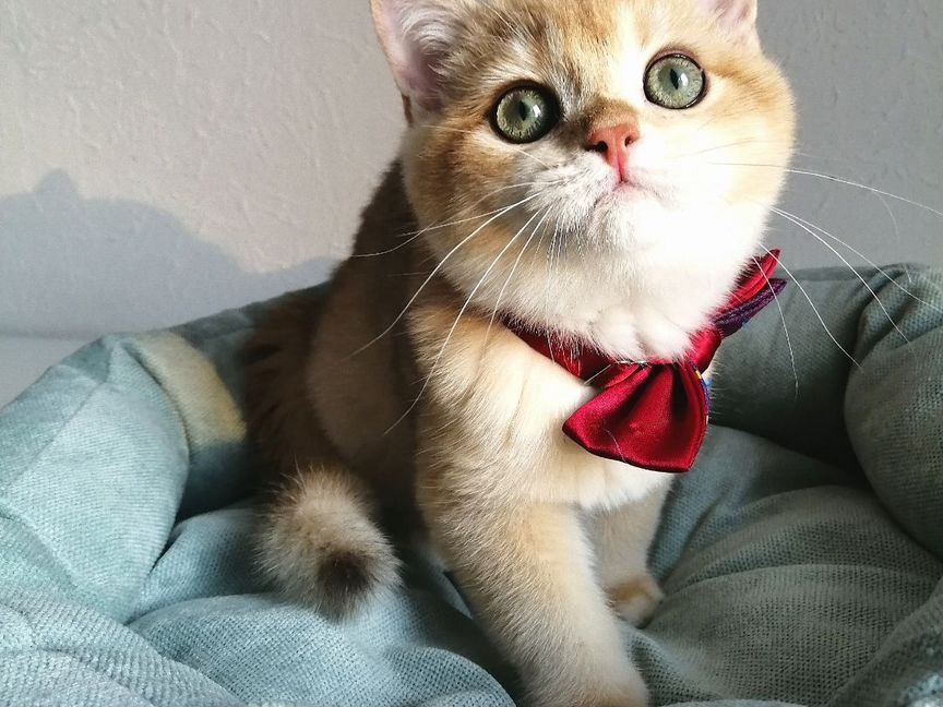 Котята золотая шиншилла