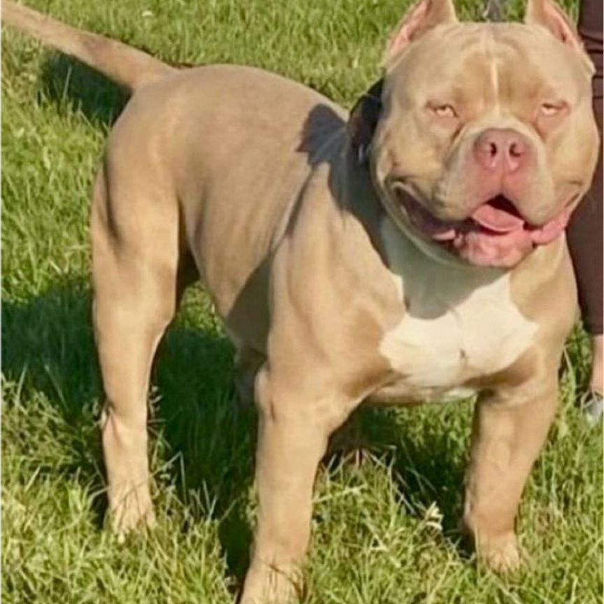 Американский стаффордширский терьер, щенок