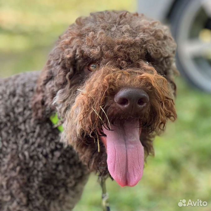 Лаготто Романьоло щенок