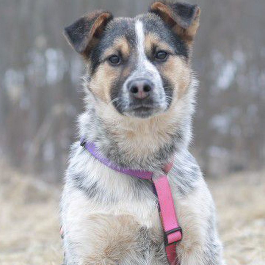 Щенок Марти попал в приют