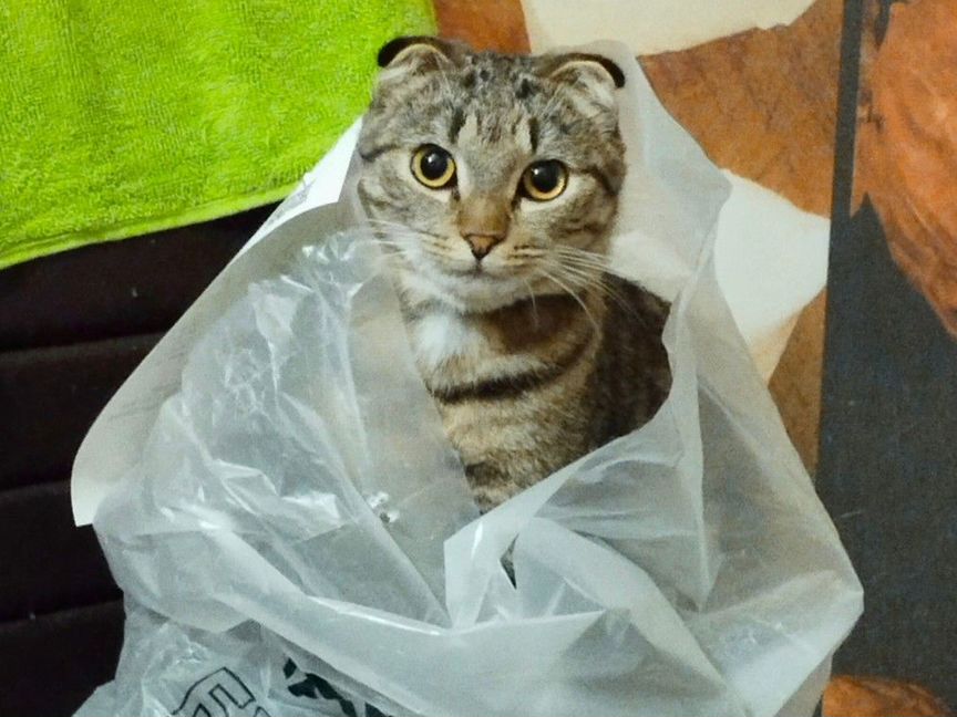 Вязка. Шотландская вислоухая кошка