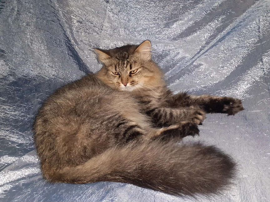 Кот и две кошки ищут дом