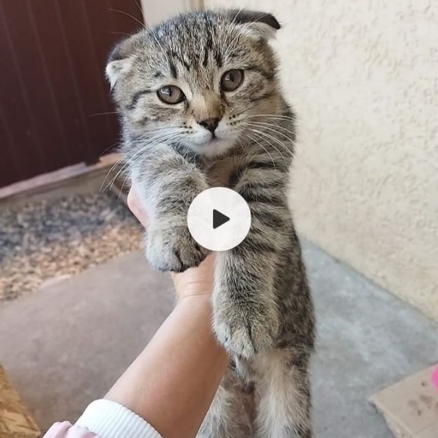 Шотландская