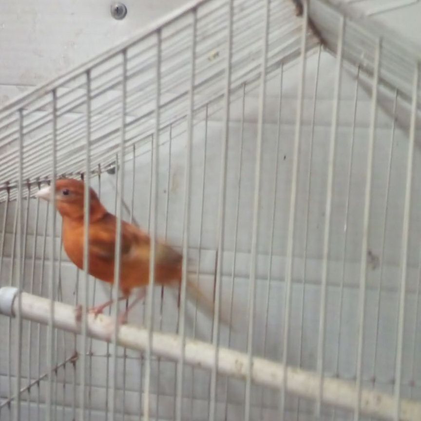 Кенара цветные