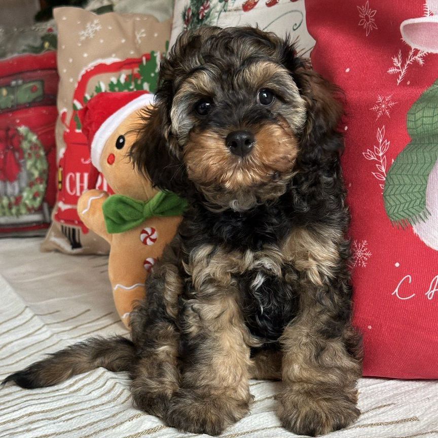 Кавапу, щенок