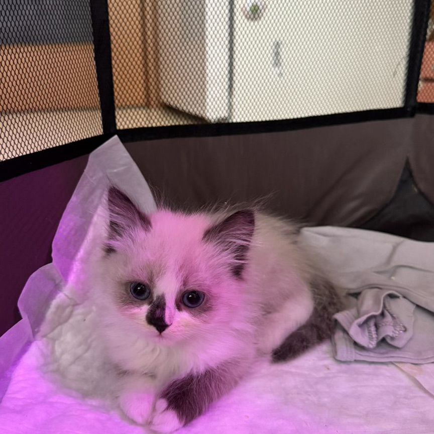 Невский маскарадный котёнок