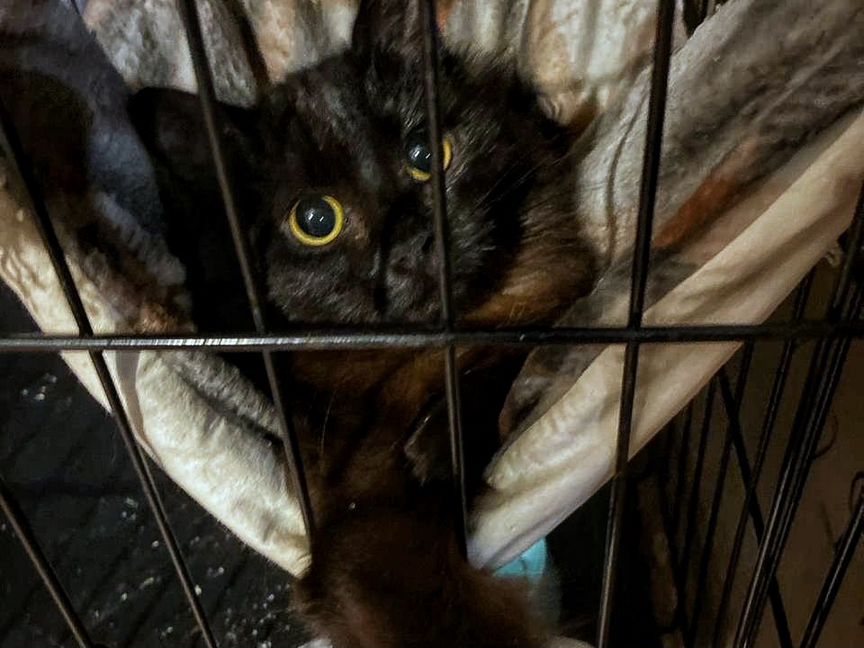 Черная кошка 9 мес. из приюта в добрые руки