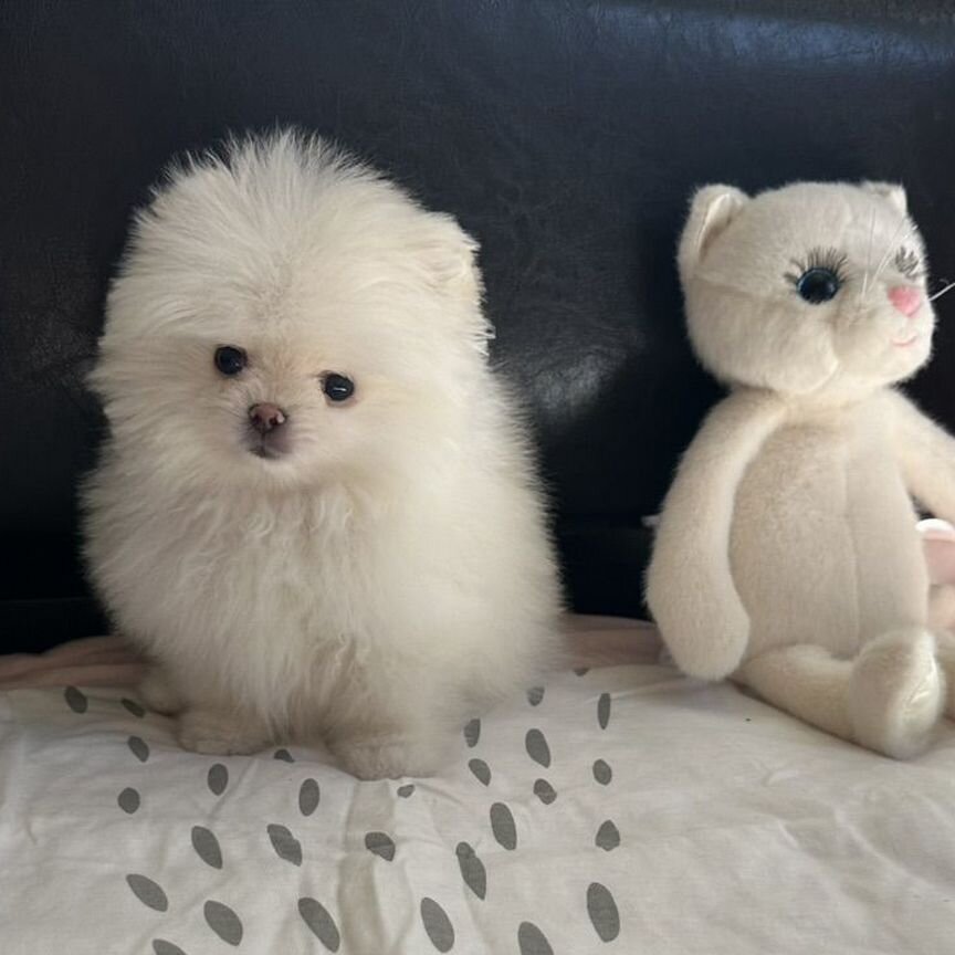 Померанский шпиц, щенок