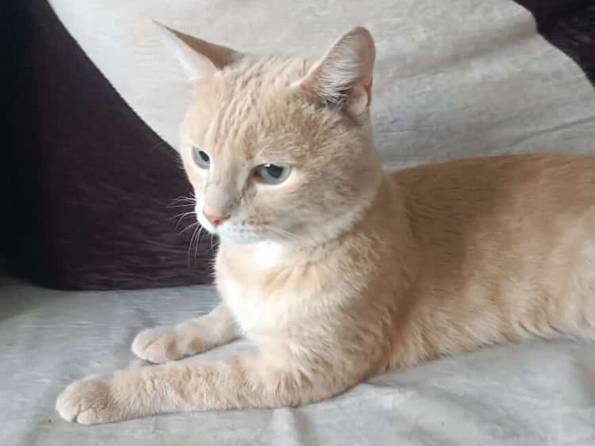 Возьмите котика