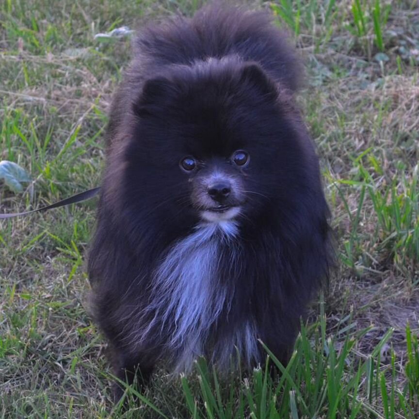 Немецкий шпиц, взрослый пёс