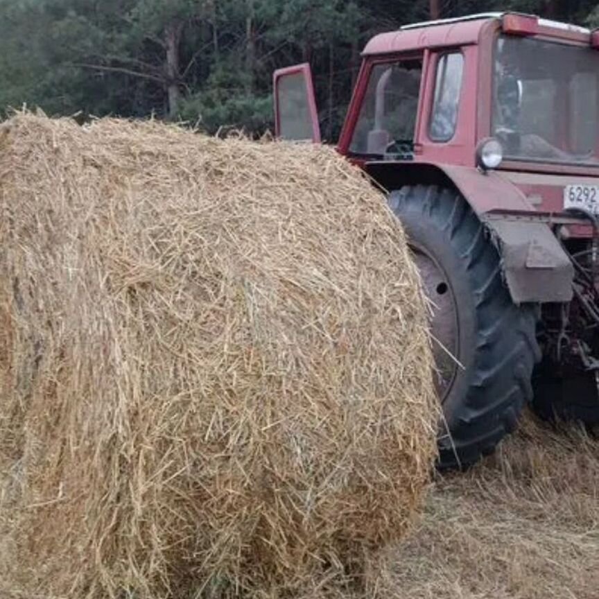 Ячменая солома