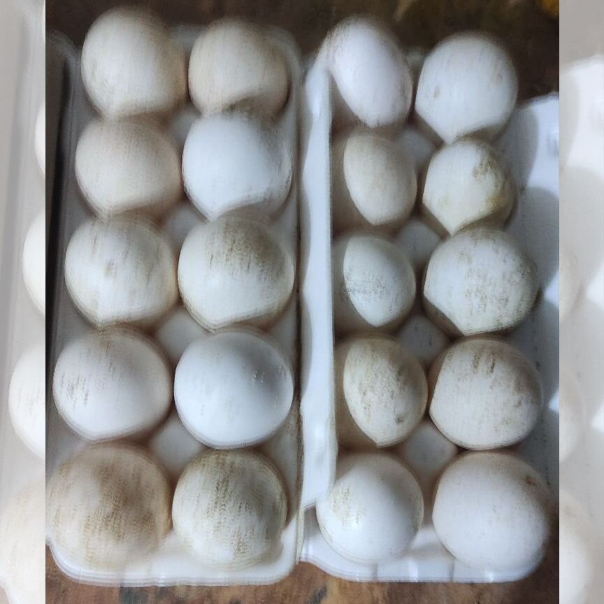 Инкубационное яйцо индюшки