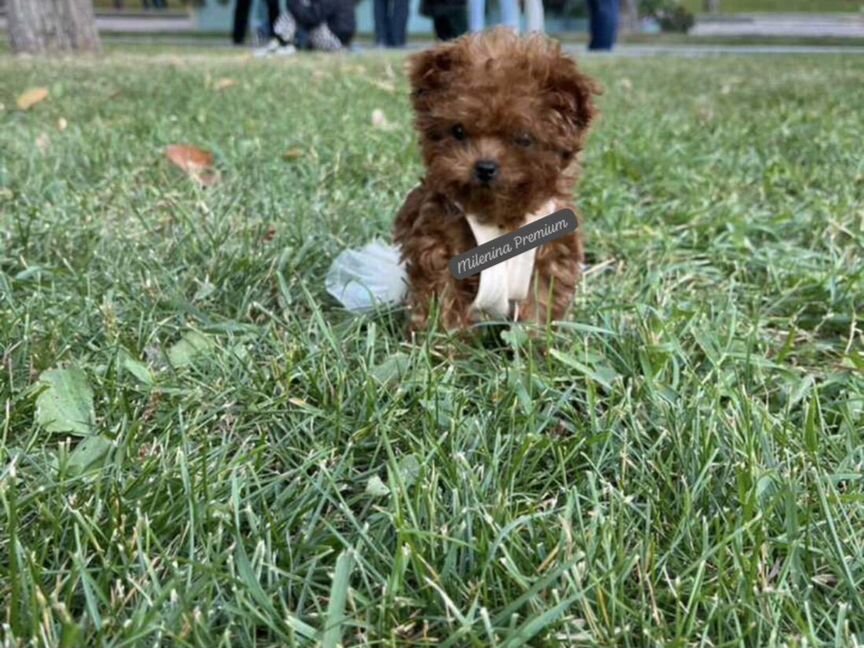 Мальтипу микро тикап тедди пудель red importtt