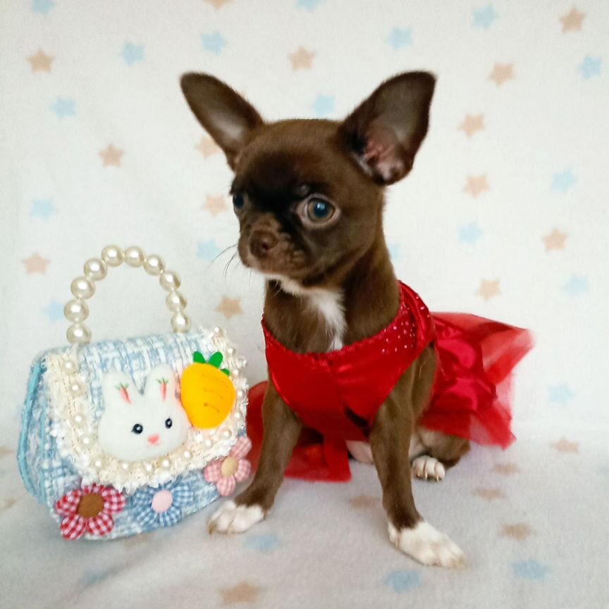 Шоко красотка чихуахуа