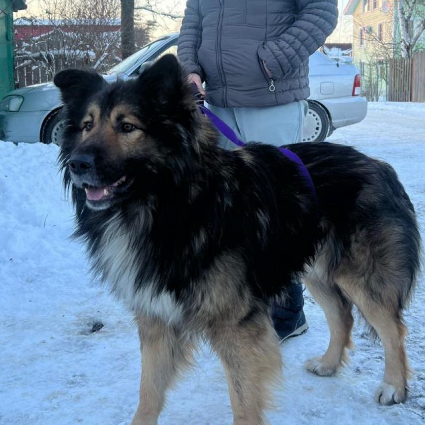 Ласковый пёс подросток в добрые руки