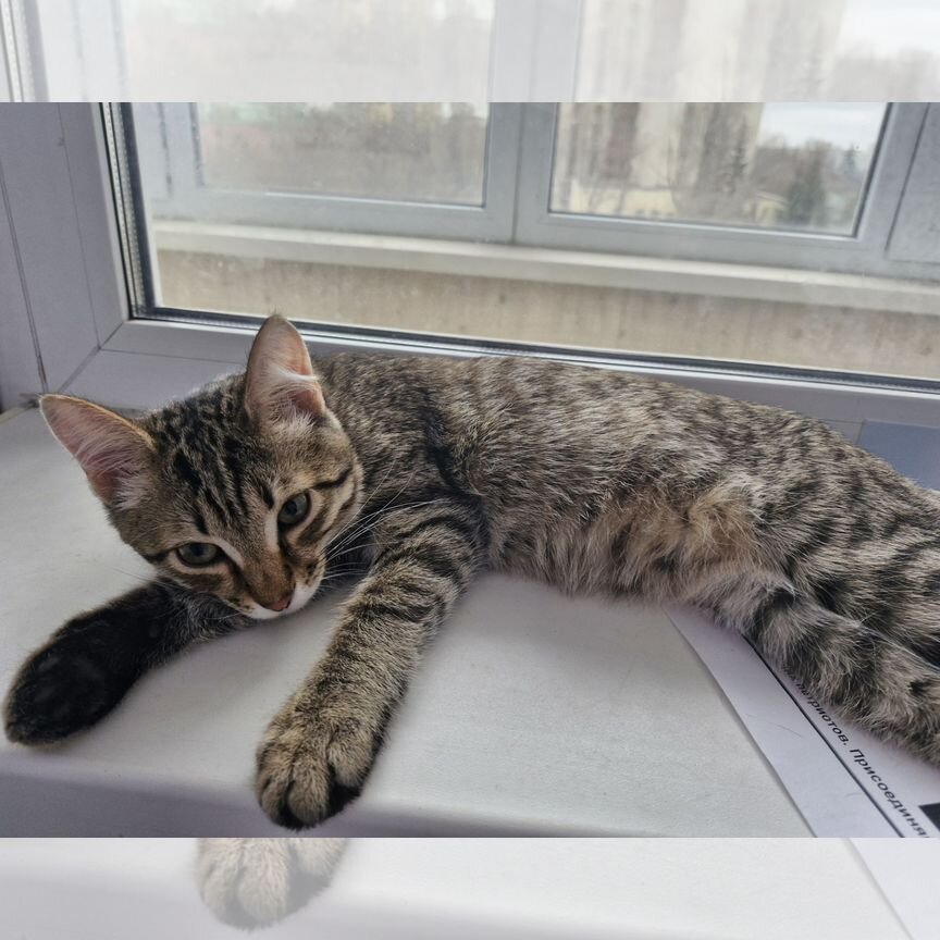 Котёнок в добрые руки