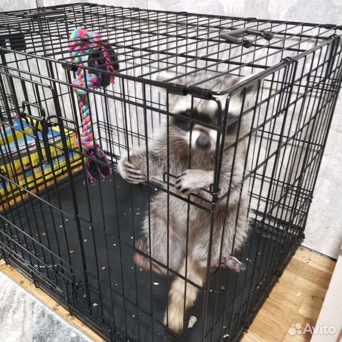 Демон в клетке или купи енота