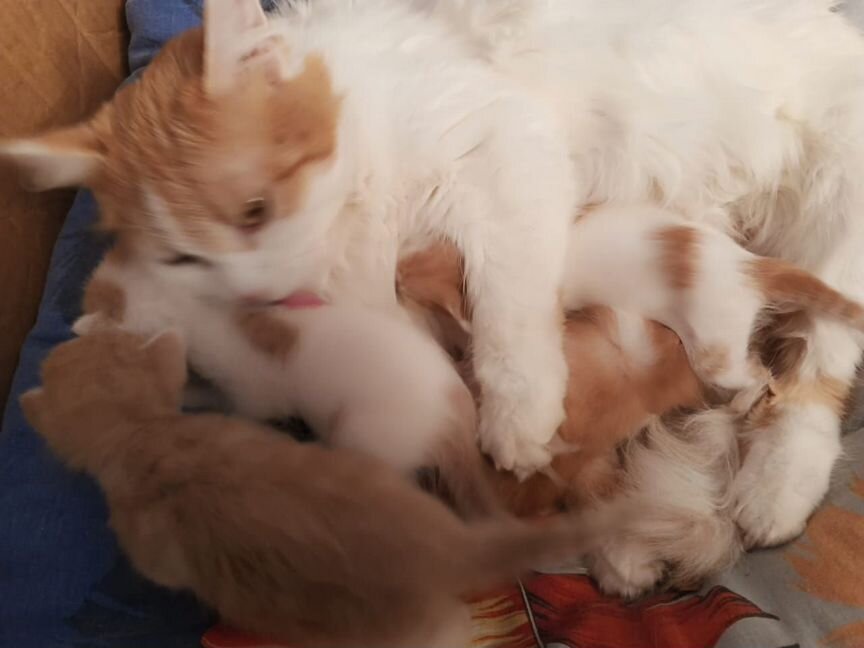 Котята в добрые руки мальчики