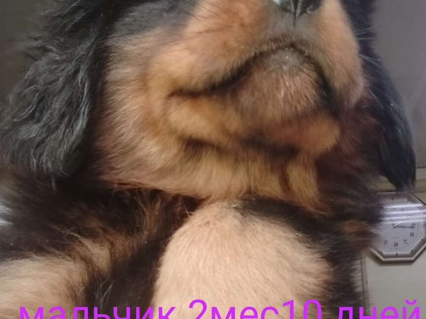 Тибетский мастиф щенки