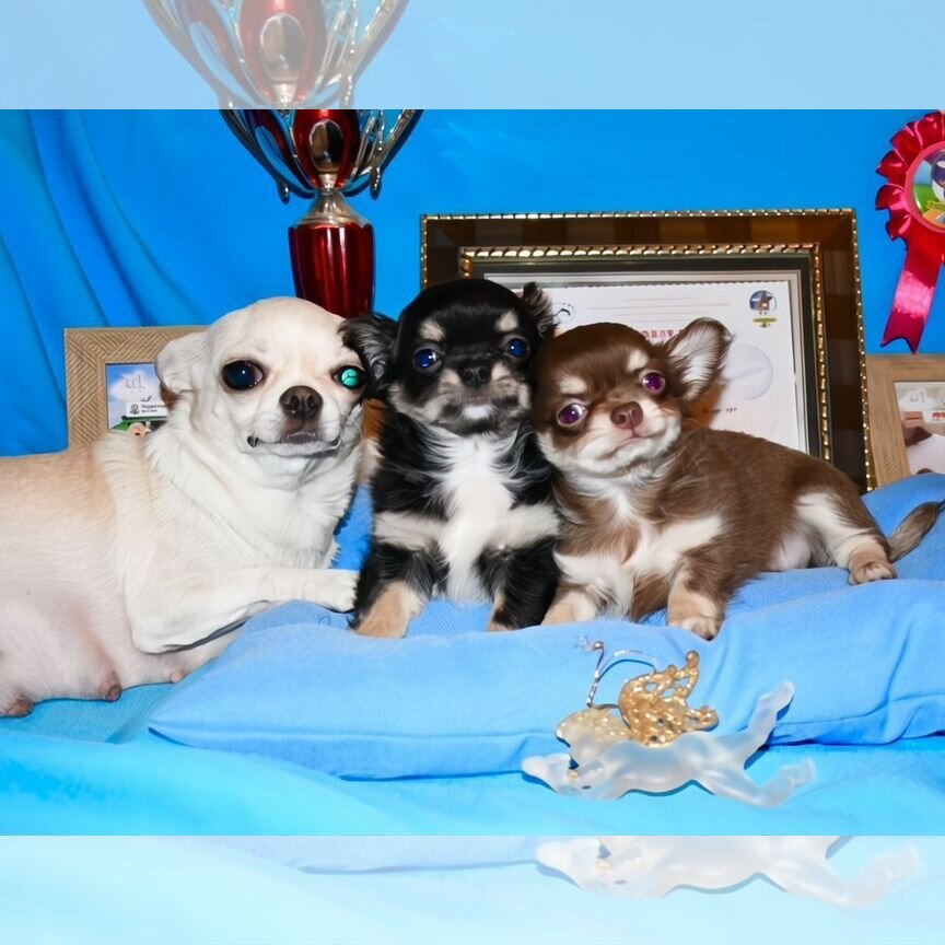 Чихуахуа, щенок