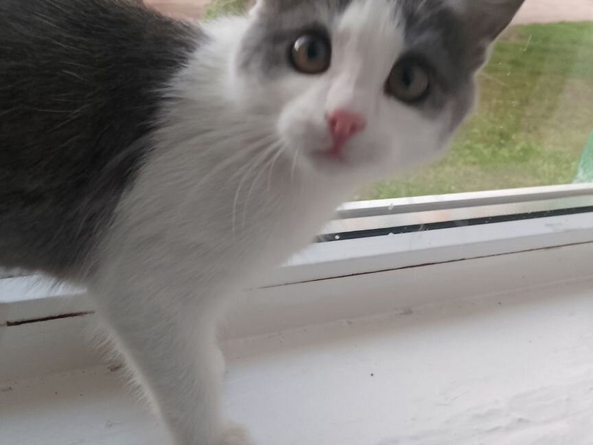 Котёнок