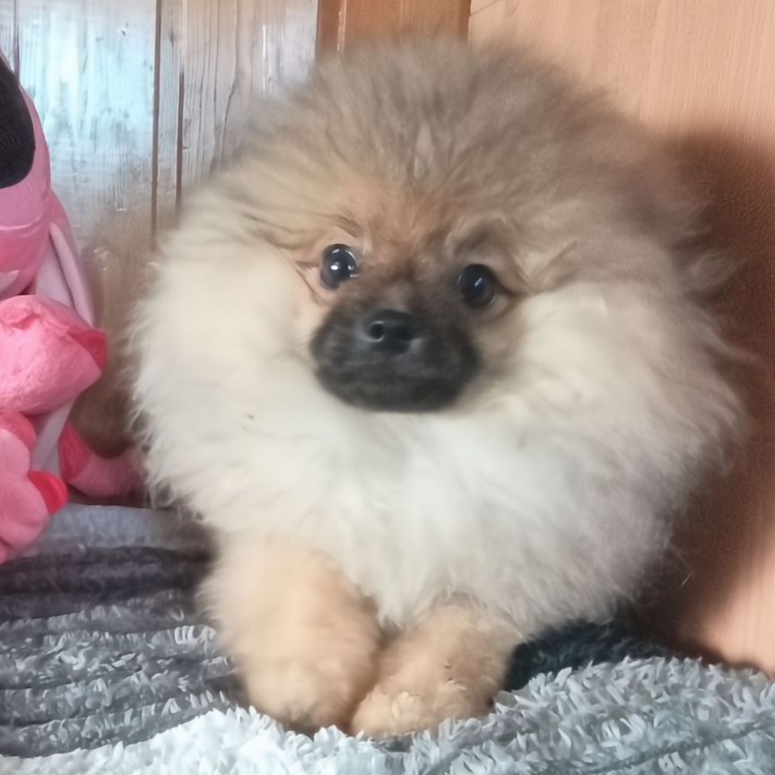 Померанский шпиц, щенок