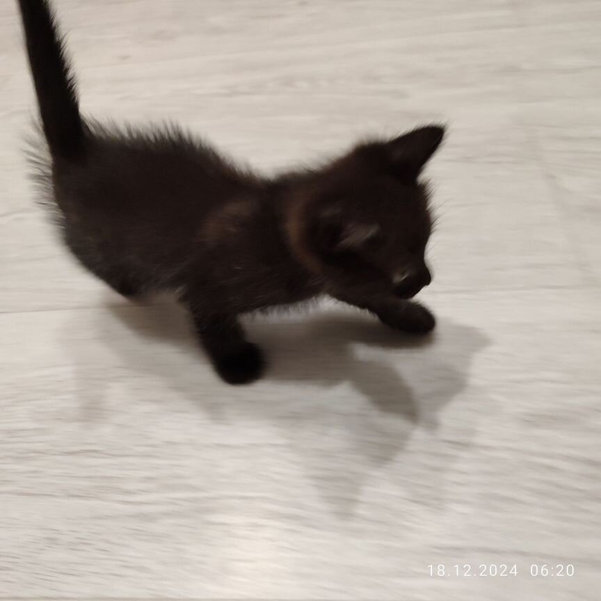 Котенок в добрые руки