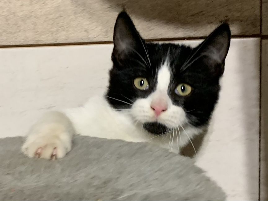 Котёнок «Денди во фраке»