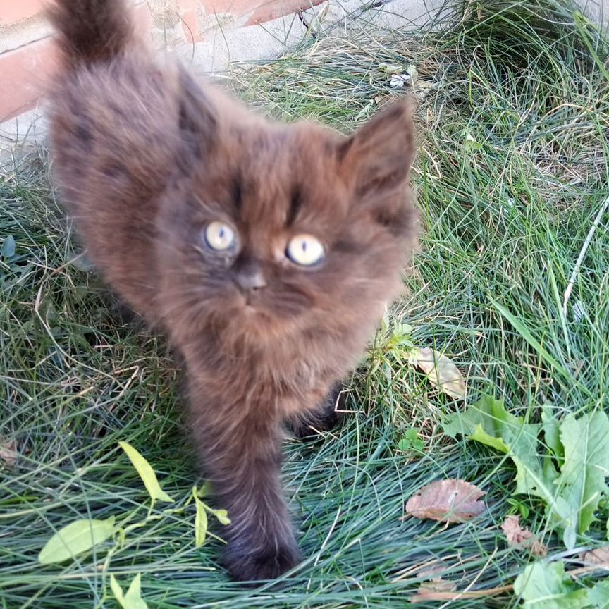 Кошечка