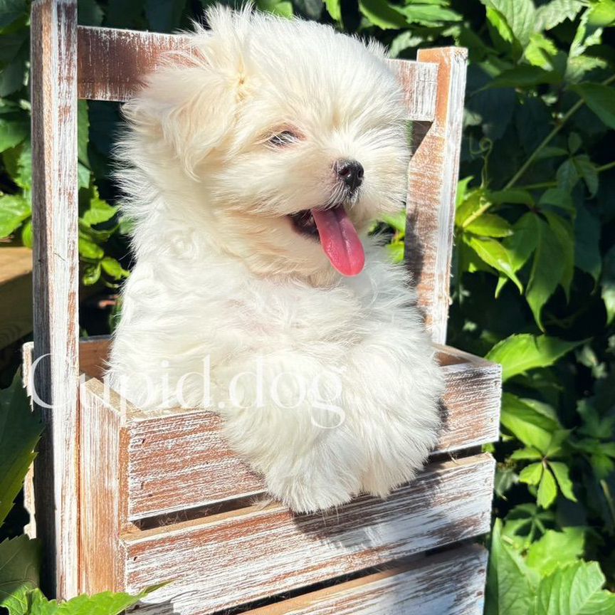 Мини мальчики Мальтезе