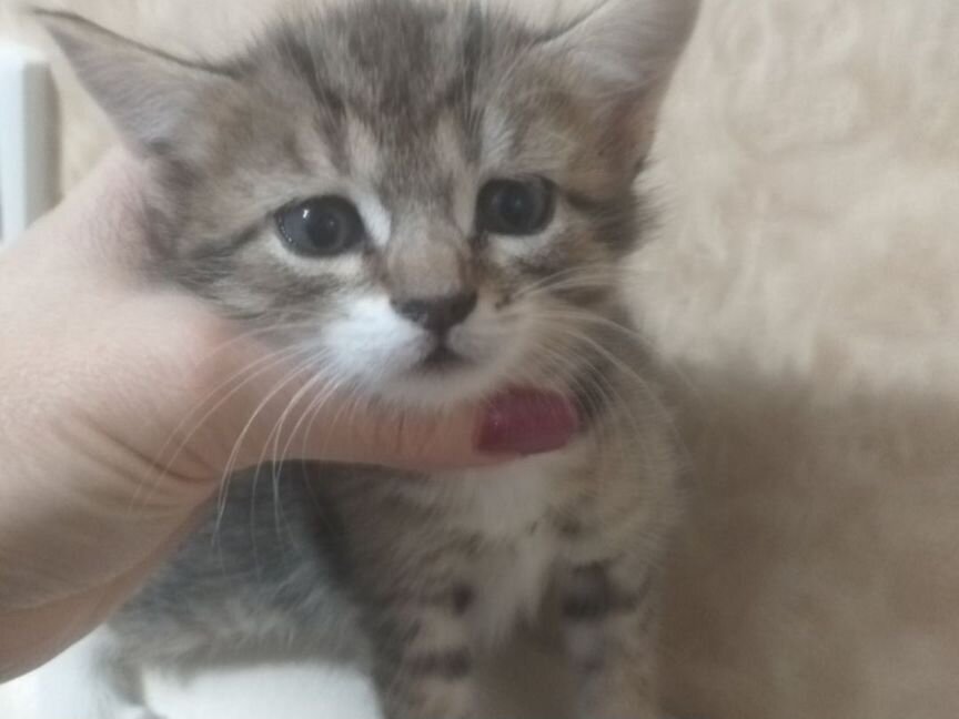 Кошка в дар бесплатно