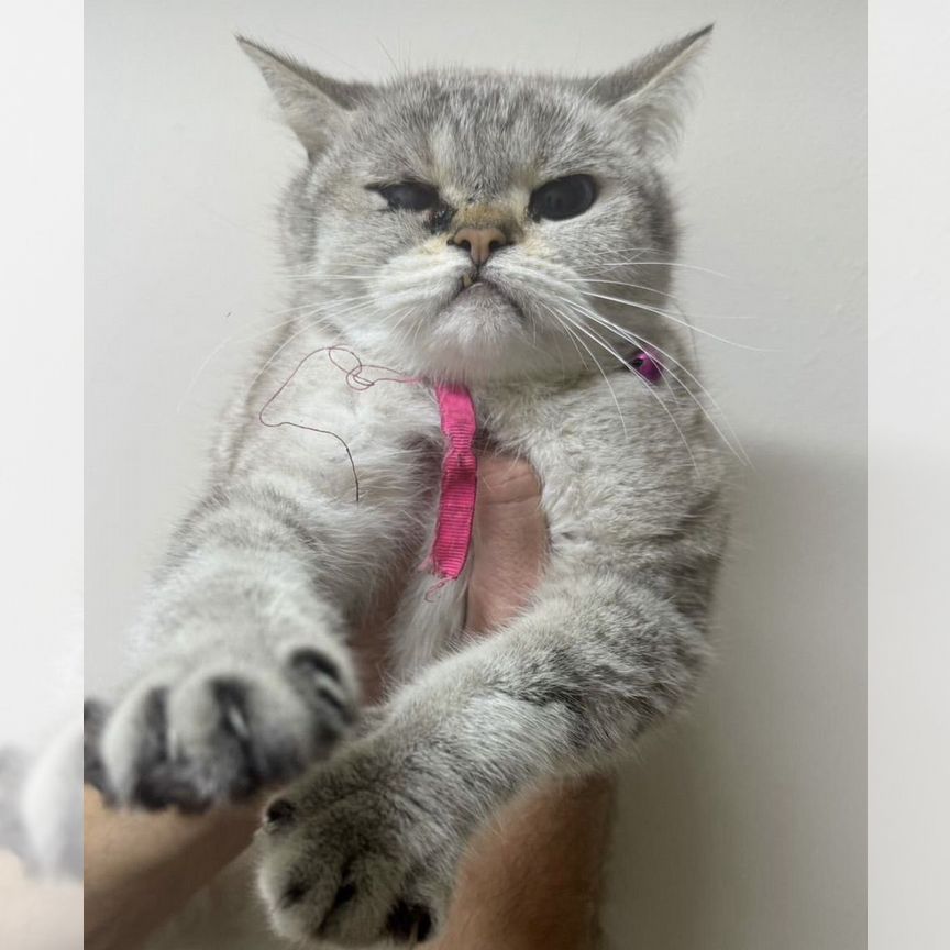 Кот белая шиншила найден