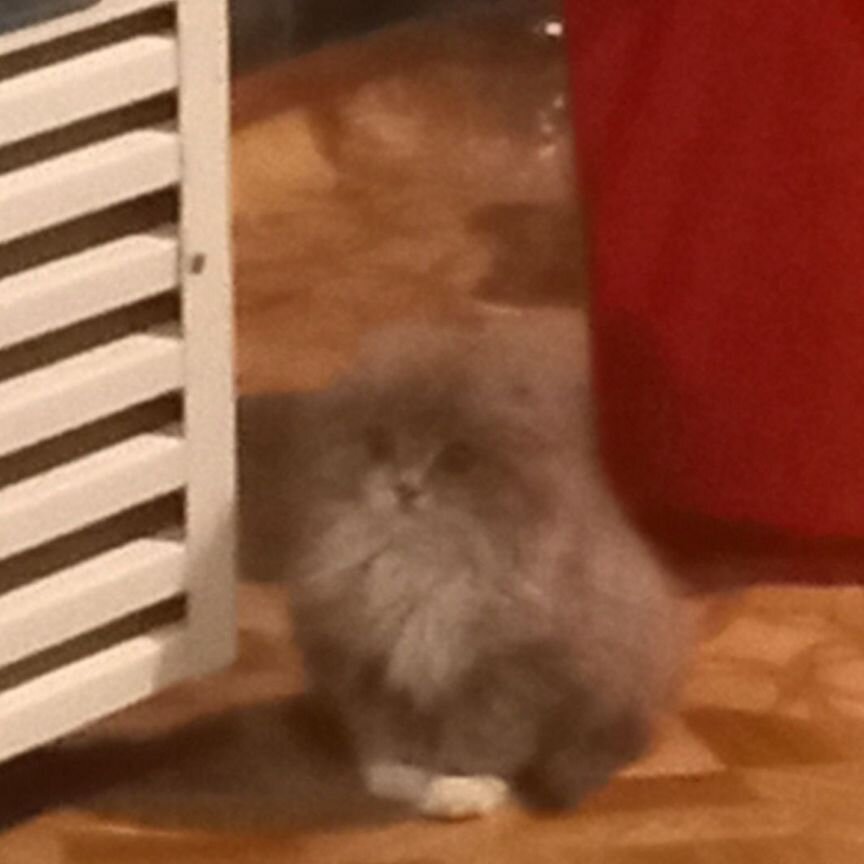 Шотландский вислоухий длинношёрстный котёнок