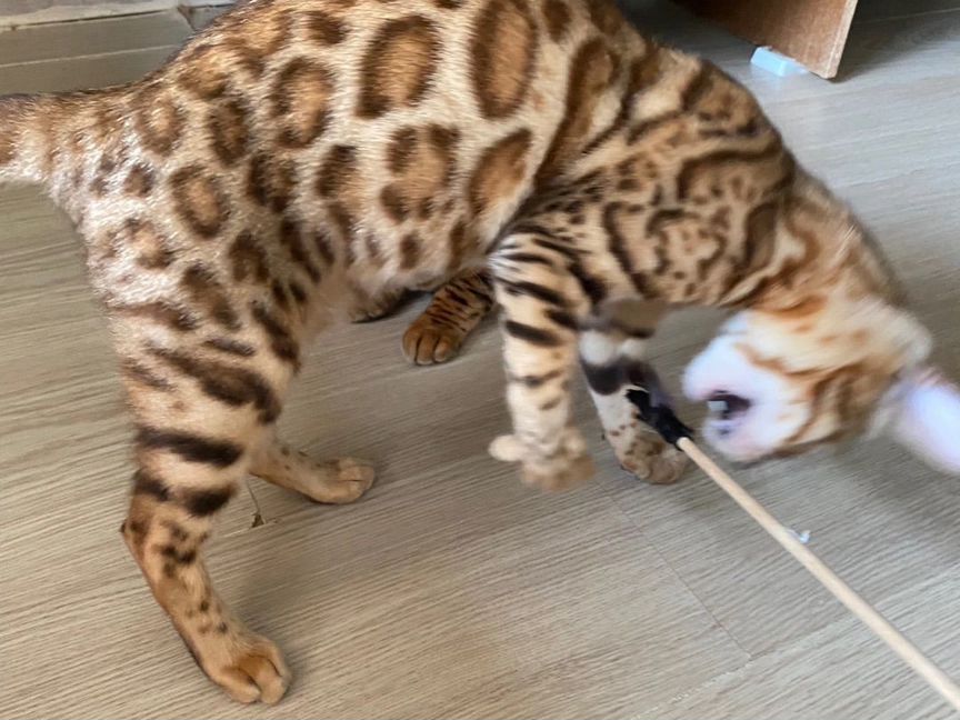 Бенгальская кошечка с родословной