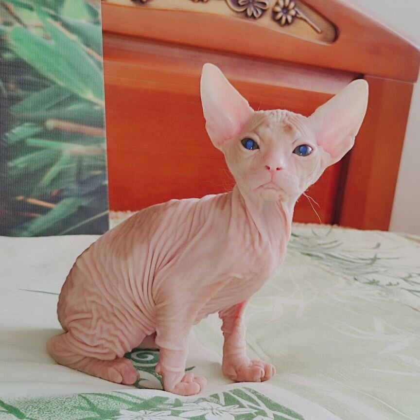 Донские котятки с документами