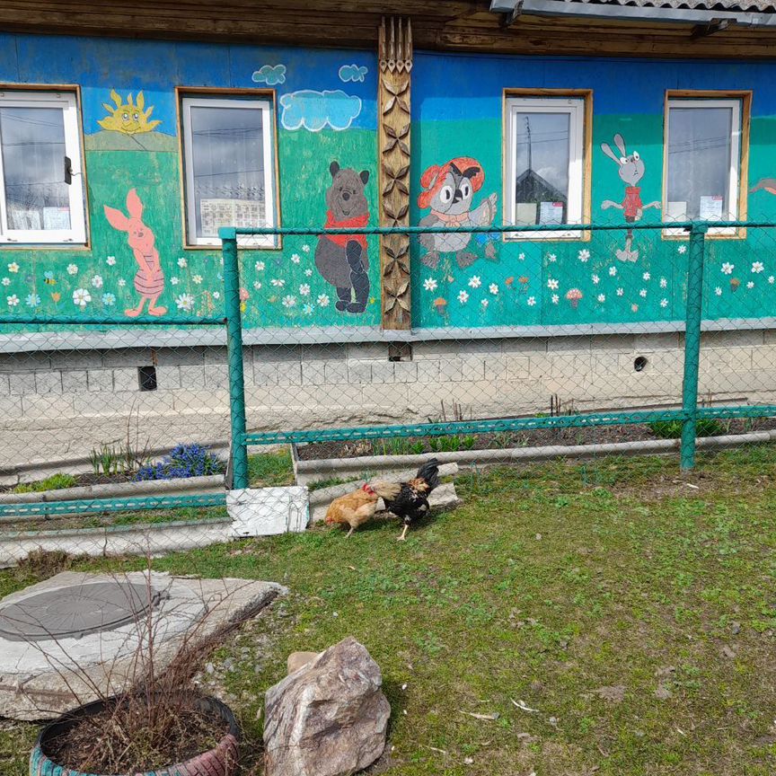 Петушок 6 месяцев