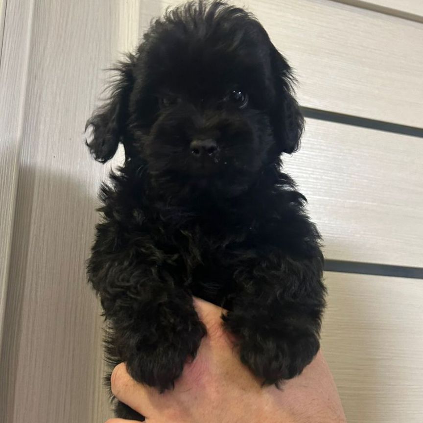 Той-пудель девочка и мальчик