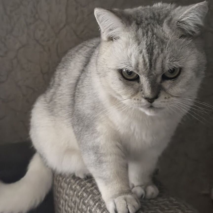 Котик Том