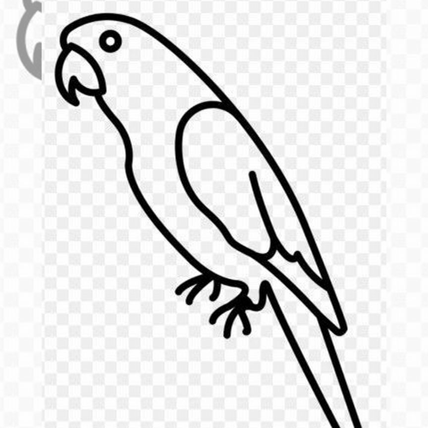 Нашли попугая