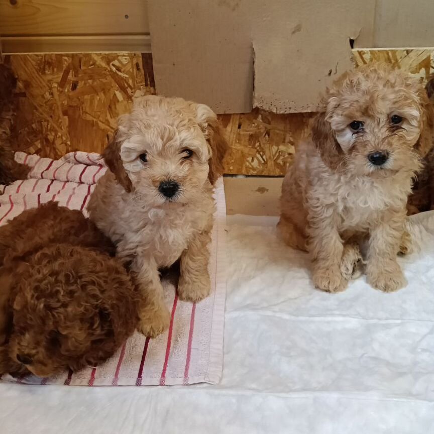 Карликовый пудель, щенок