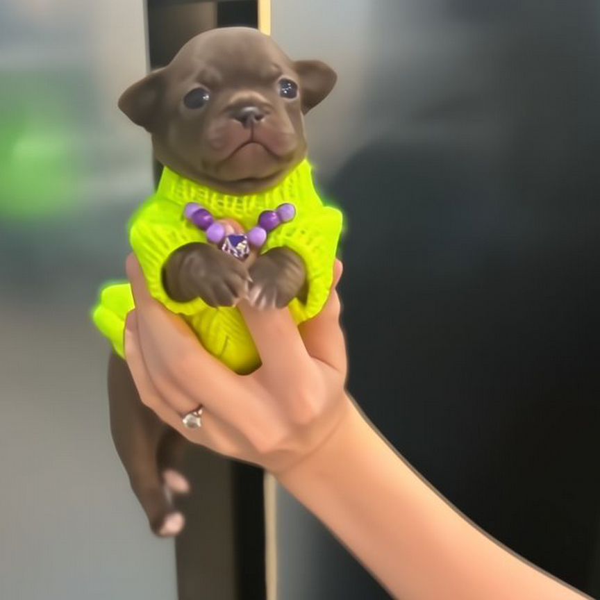 Чихуахуа, щенок