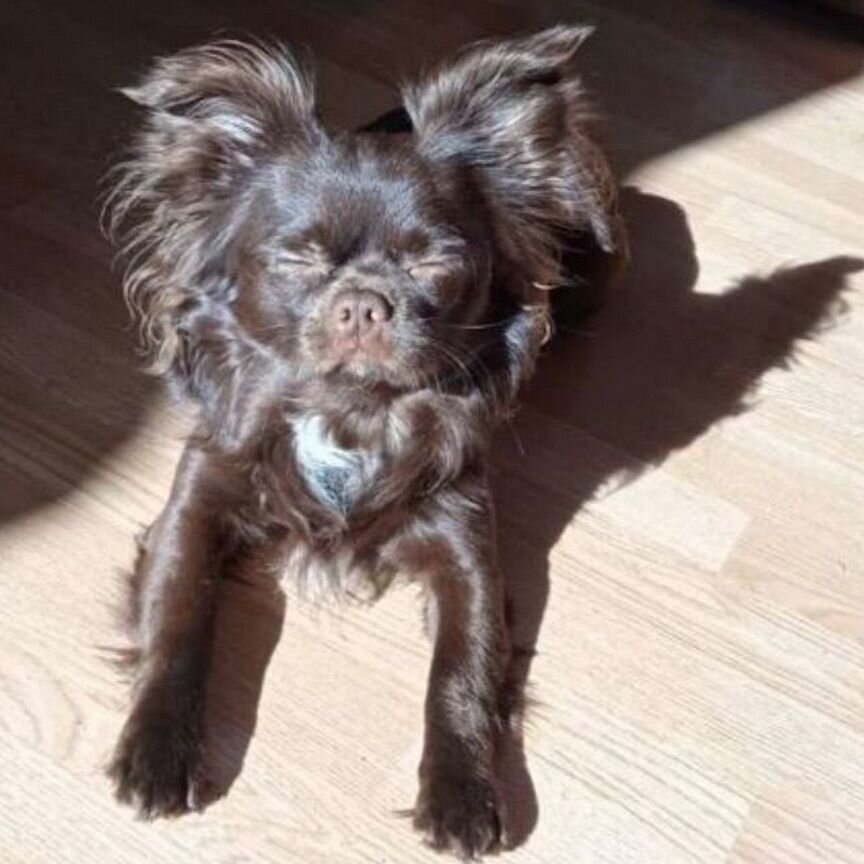 Чихуахуа мальчик вязка